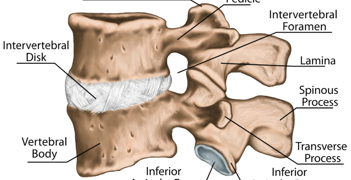 Lumbar Transverse Process Fractures: Science Based • Chiropractic ...