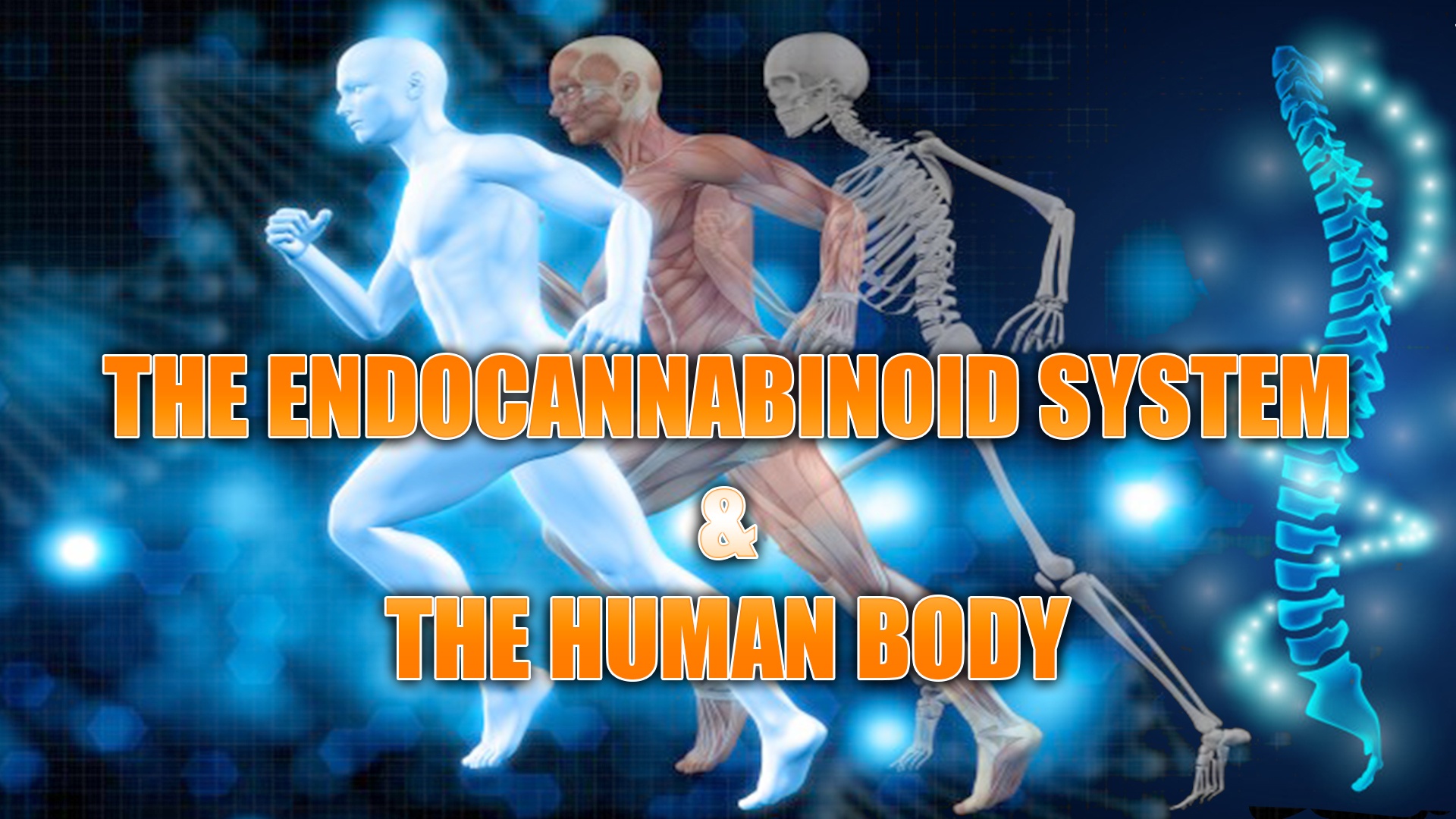 Endocannabinoid System And The Human Body - Chiropractic ScientistÂ®
